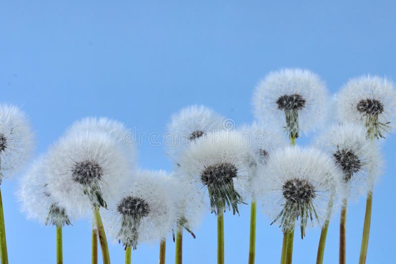 Dandelion Puffs Against Blue Sky Stock Photo - Image of botany, closeup: 318556860