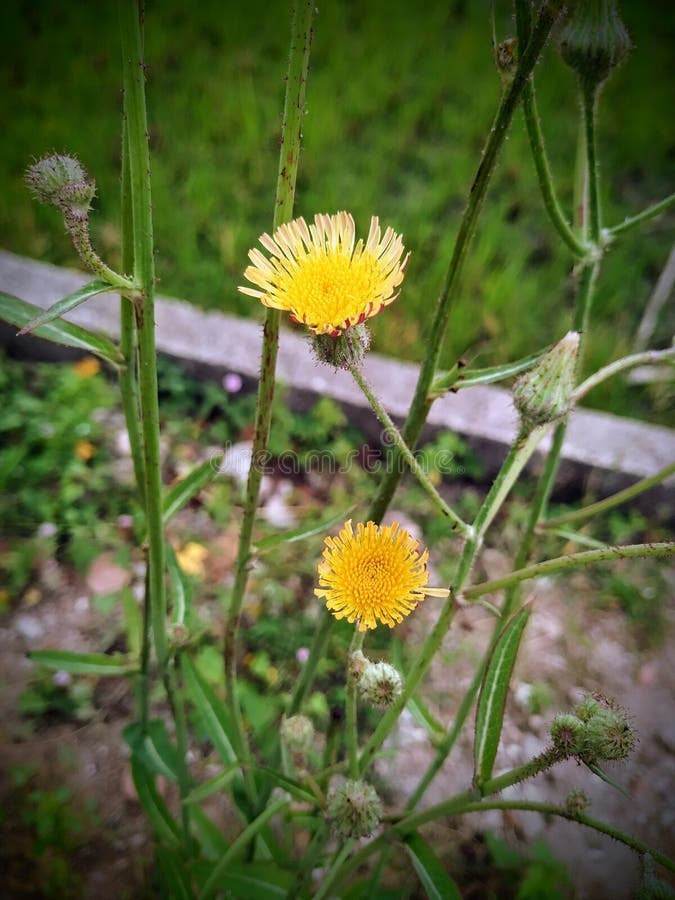 Dandelion / Randa Tapak stock photo. Image of dandelion - 232099364