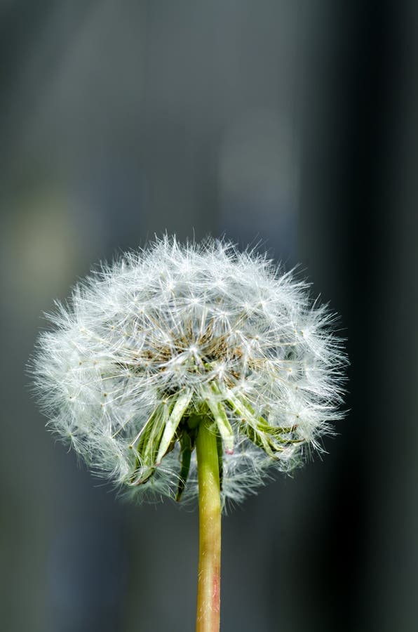 105 Dandelion Seed Pods Photos - Free & Royalty-Free Stock Photos from ...