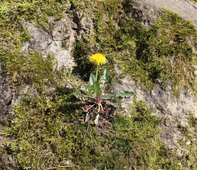 Dandelion stock photo. Image of sprin, cute, garden, flowers - 20289350