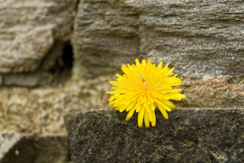Dandelion on rocks stock image. Image of wall, blossom - 53349497