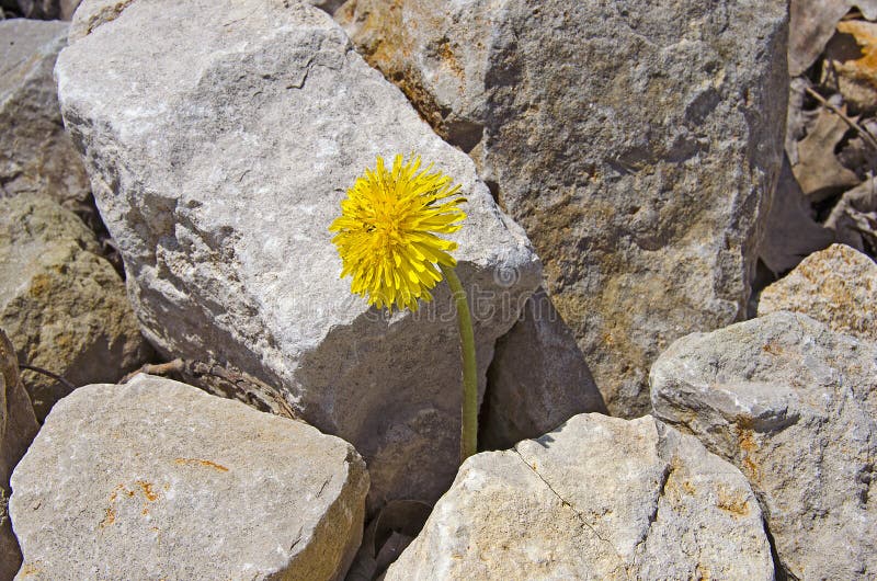 Dandelion in rocks stock photo. Image of bold, flower - 40564722