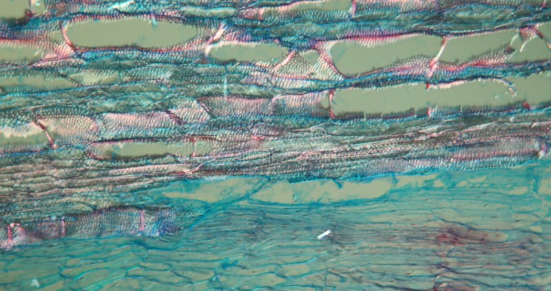 A Daisy Flower in Cross Section Stock Video - Video of daisy, flowers ...