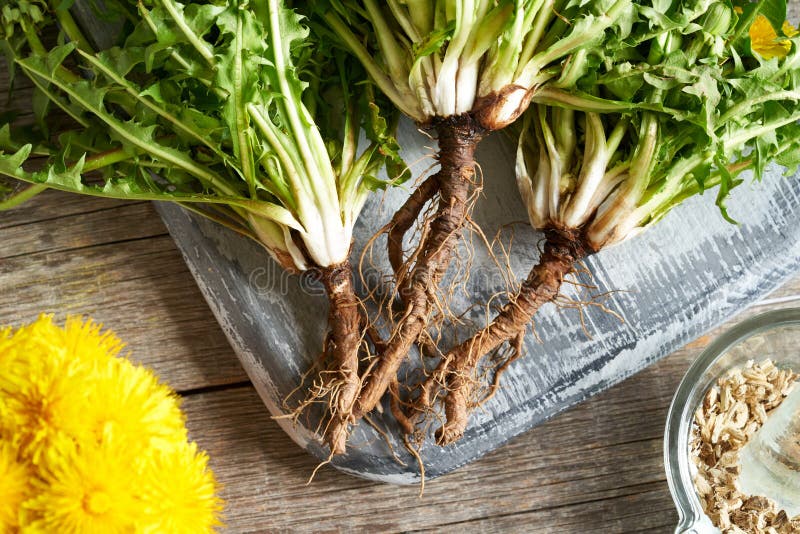 Dandelion Root with Fresh Dandelion Flowers Stock Image - Image of ...