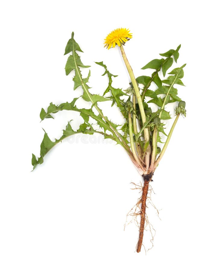 Dandelion root is isolated stock photo. Image of leaves - 71308188
