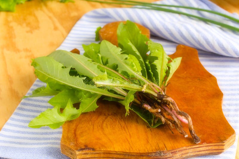 Dandelion stock photo. Image of root, leaves, green, medicinal - 42089168