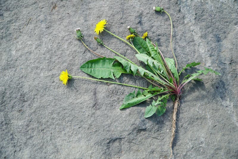 2,127 Dandelion Rock Stock Photos - Free & Royalty-Free Stock Photos ...