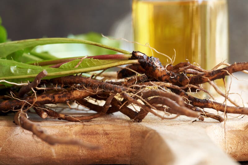Dandelion Roots with Herbal Tincture in the Background Stock Image ...