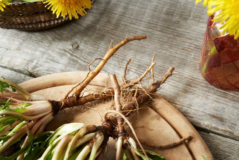 Fresh Dandelion Roots, Close Up Stock Image - Image of blossom ...