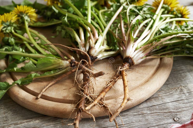 Dandelion Roots on a Wooden Table Stock Photo - Image of green ...