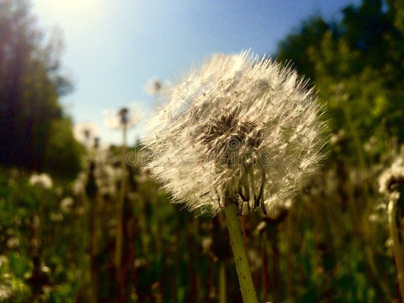 Dandelion stock image. Image of russian, dandelion, forest - 72480105