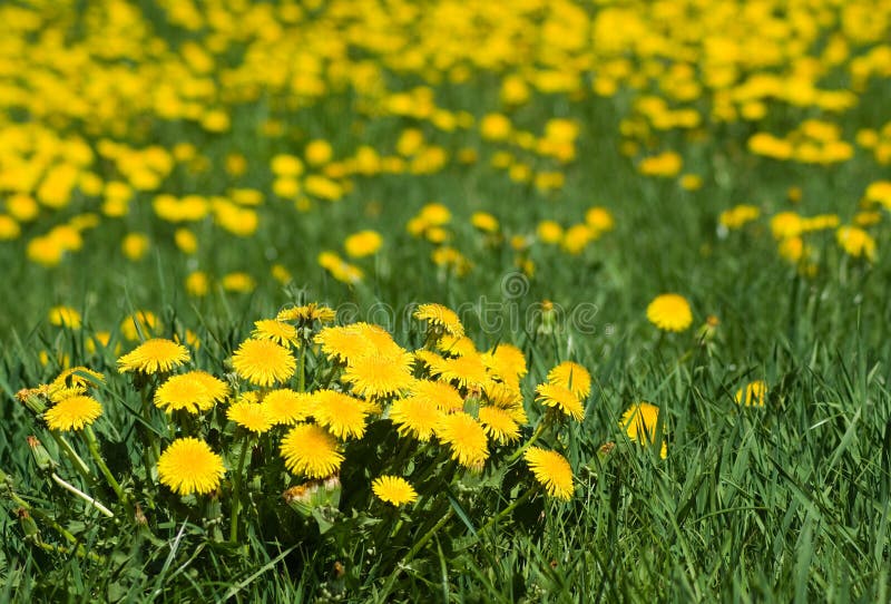 Dandelion s field stock image. Image of green, common - 12780199