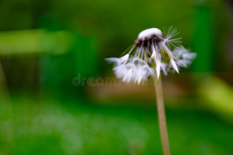 The Camera View Captures a Close-up of a Dandelion in Its Full, Fluffy ...