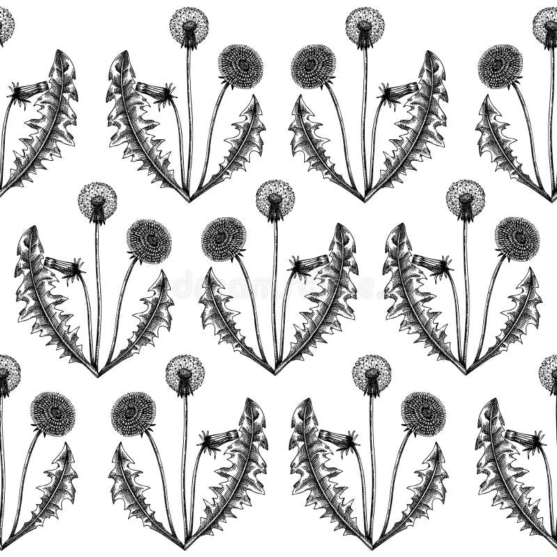 Dandelion Seamless Pattern. Hand-sketched Medicinal Herb Background ...