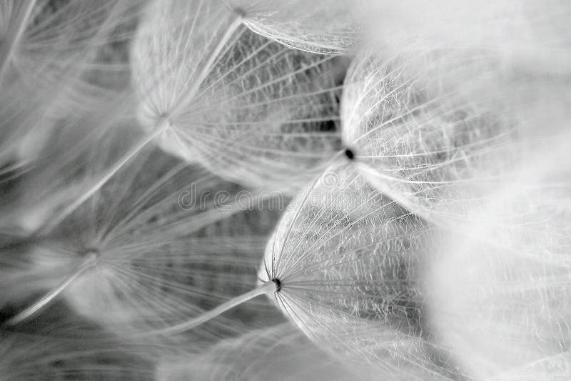 The dandelion seed stock image. Image of spring, herb - 12994295