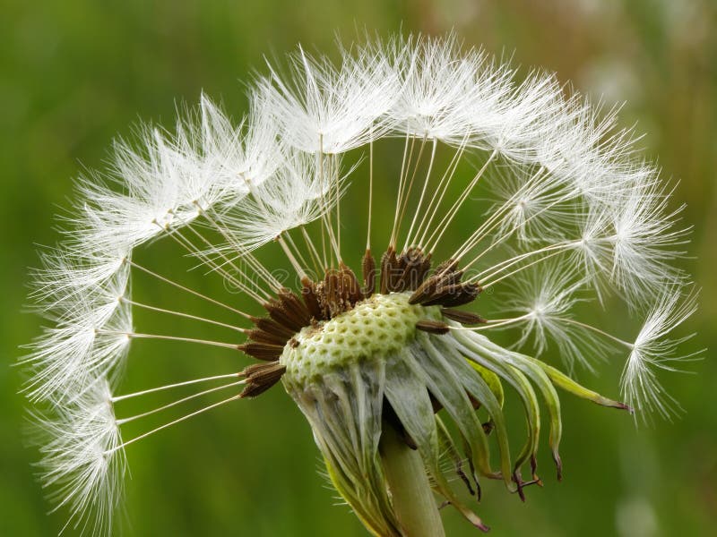 Dandelion seed stock image. Image of meadow, seed, pappus - 2494165