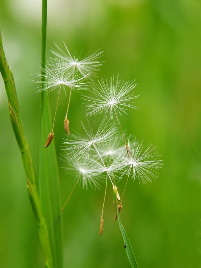 Dandelion seed stock photo. Image of botanic, detail, soft - 2494172