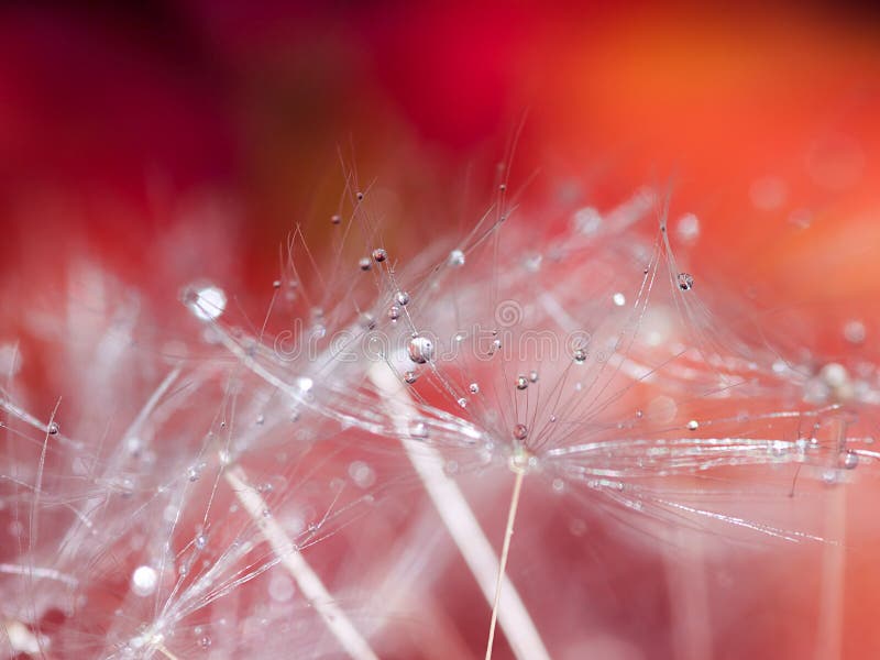 Dandelion seed Abstract stock image. Image of life, macro - 7098973