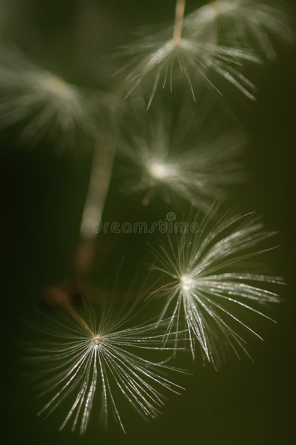 Dandelion Seed Abstract stock photo. Image of whimsical - 96835846