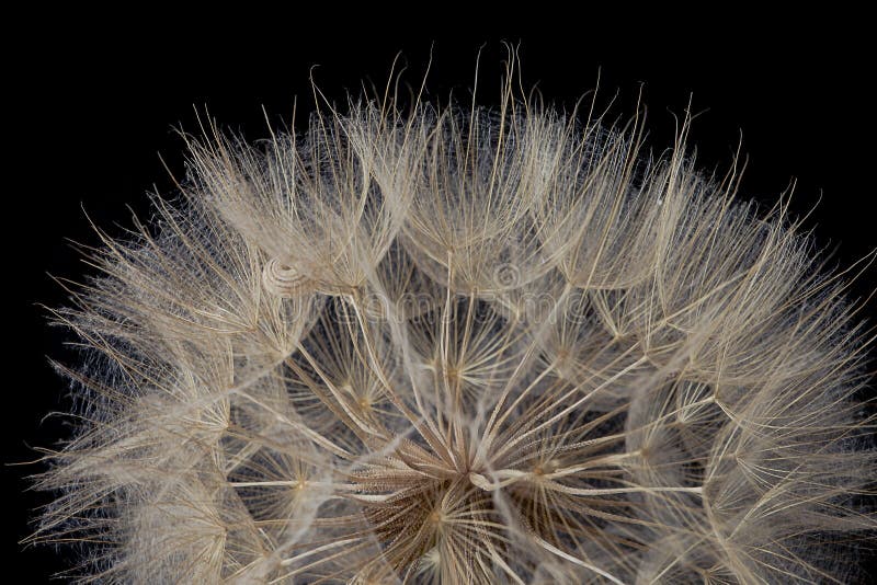 Dandelion Seed.Abstract Macro Photo.Artistic Background Stock Photo ...