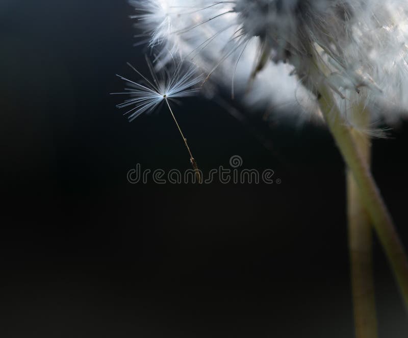 Dandelion Seed in the Air with Dark Background Stock Image - Image of ...