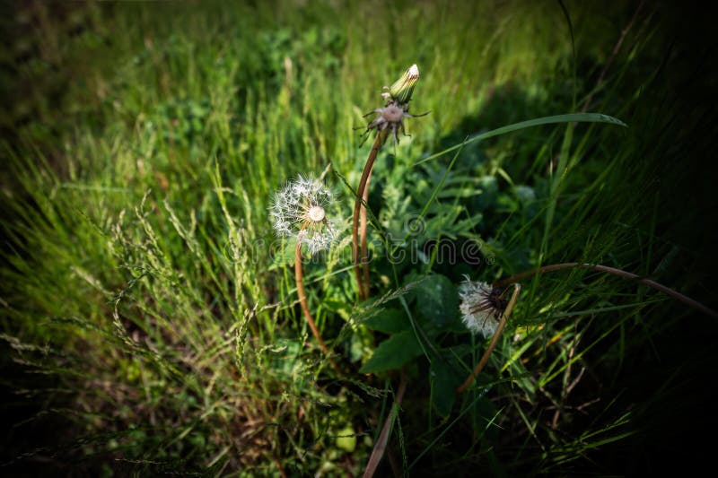 Dandelion seed background. stock image. Image of macro - 320016621
