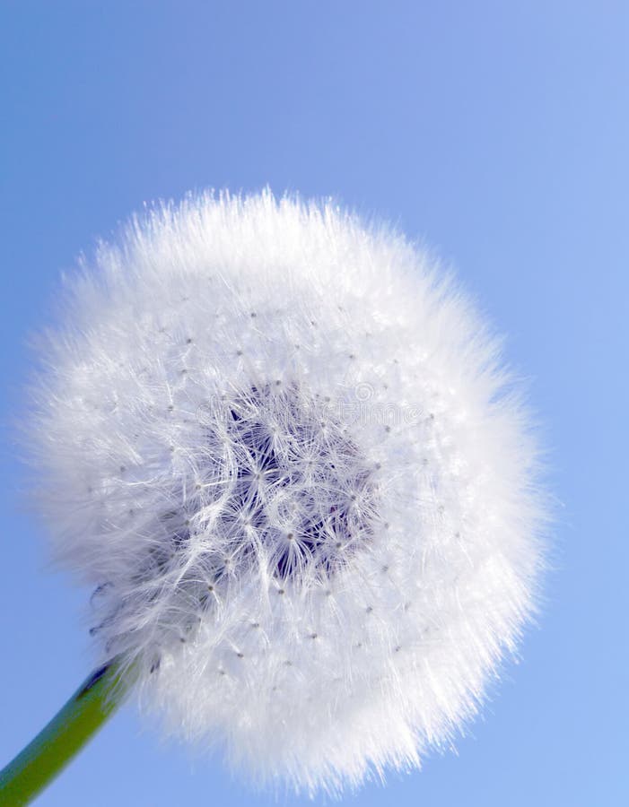 Dandelion seed ball stock photo. Image of seeds, macro - 2329994