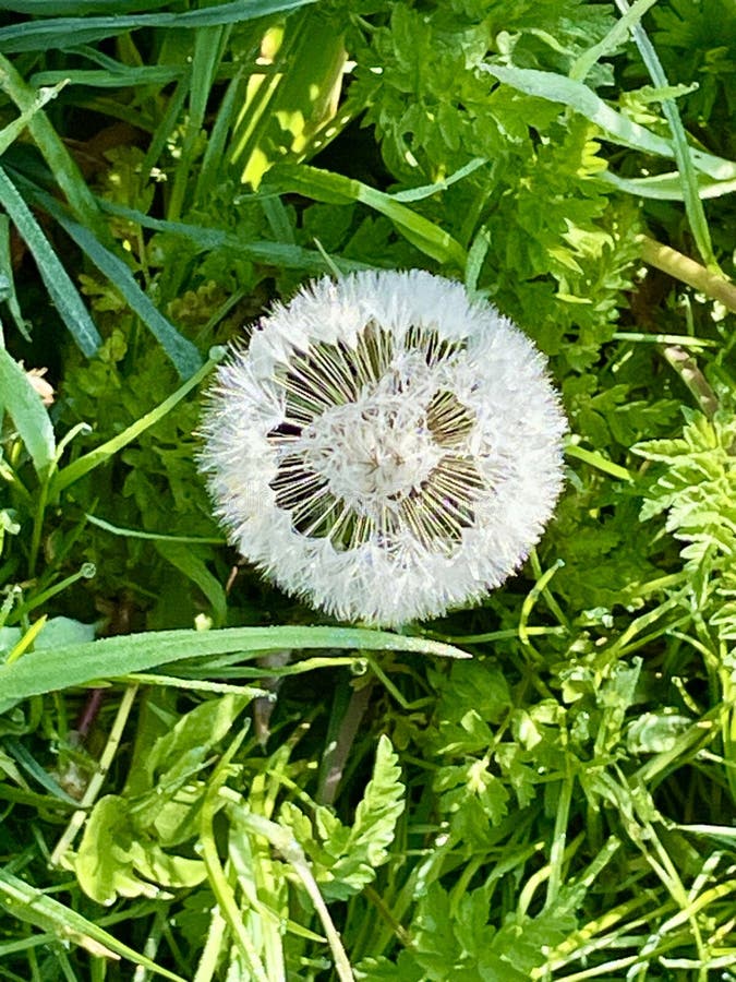 Dandelion Seed Ball Close Up Stock Photo - Image of summer, lawn: 278694834