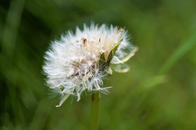 Dandelion seed stock photo. Image of life, seeds, macro - 91917930