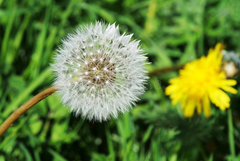 Dandelion Seed in the Countryside Stock Image - Image of close ...
