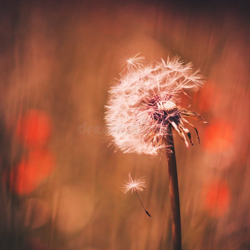Dandelion with Seed Falling in the Wind Stock Photo - Image of ecology ...