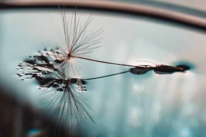 425 Seed Floating Water Stock Photos - Free & Royalty-Free Stock Photos ...