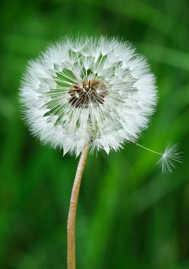 Dandelion seed stock image. Image of beautiful, detail - 85863169