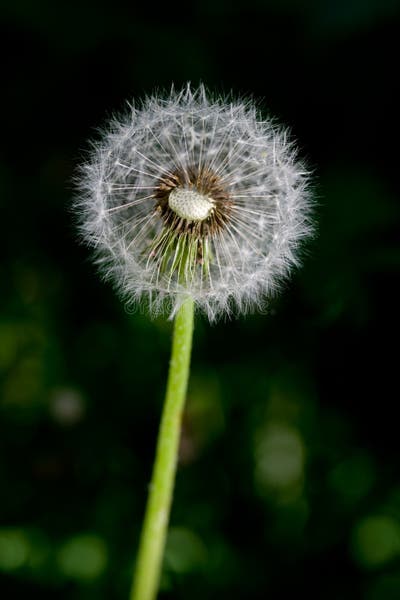 Dandelion Germination Seed Stock Photos - Free & Royalty-Free Stock ...