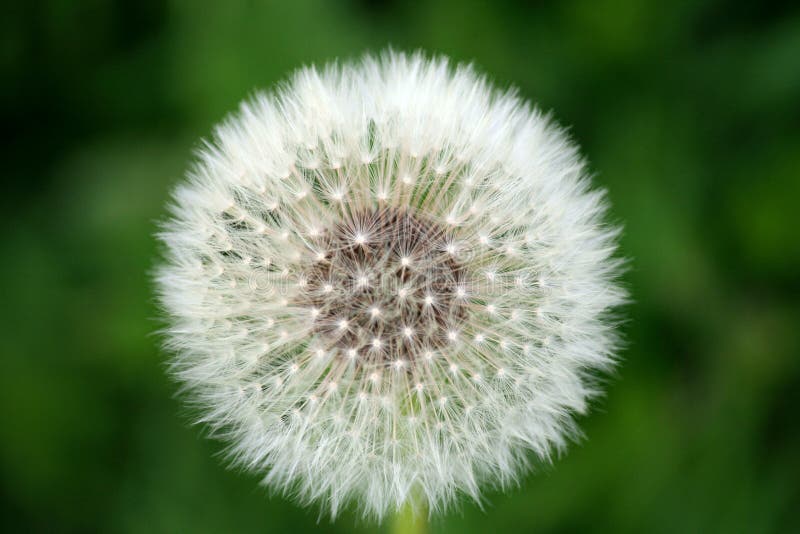 Dandelion Seed Head stock photo. Image of perfect, cotton - 5224792