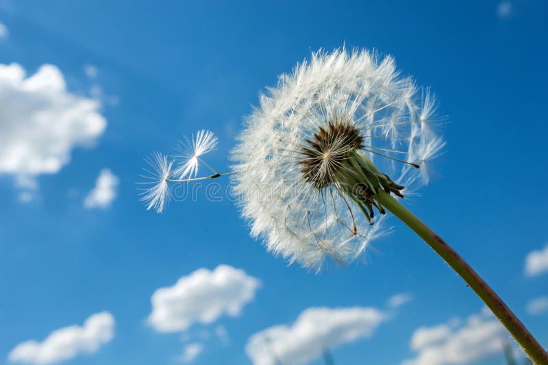 Dandelion Seed Head Against Blue Sky Stock Illustration - Illustration ...