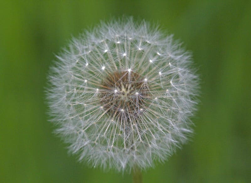 Dandelion seed head stock photo. Image of nature, floral - 7137004