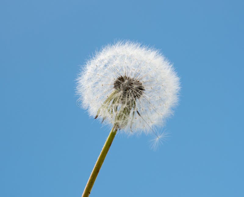 Dandelion Seed Head stock photo. Image of background - 117391966