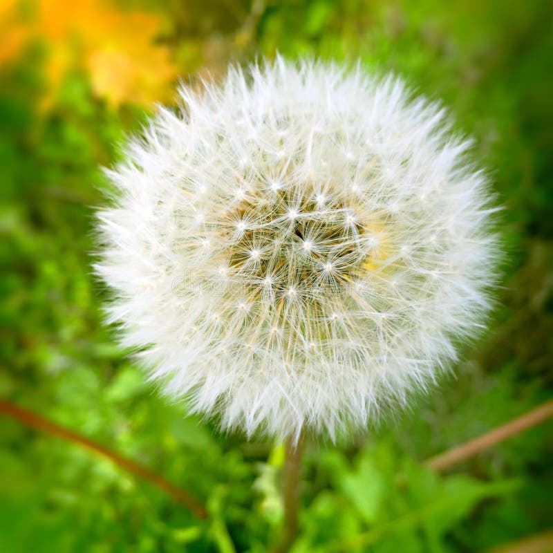 Dandelion seed head stock photo. Image of nature, seed - 53673888