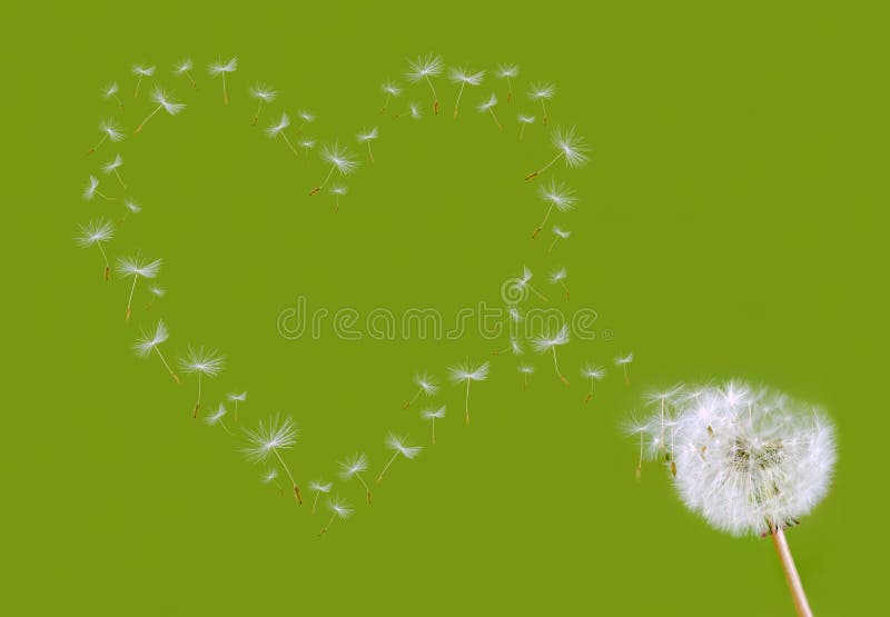 Dandelion Seed Head Shapes a Heart Stock Photo - Image of float ...
