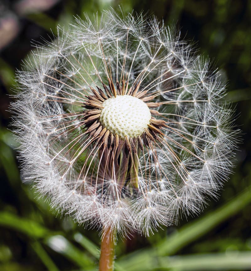A Dandelion Seed Head with Some Seeds Still Attached Stock Image ...