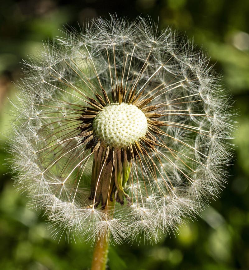 A Dandelion Seed Head with Some Seeds Still Attached Stock Image ...