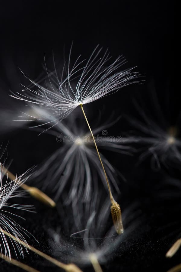 Dandelion seed macro. stock image. Image of single, spring - 9471085