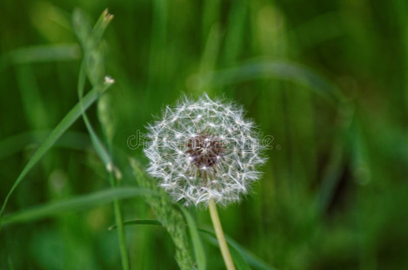 Dandelion Seed Pod in a Beautiful Background Dandelion on Green Grass ...