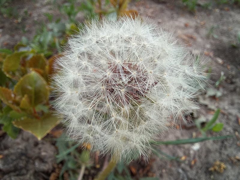 Dandelion Seed Pod in a Beautiful Background Stock Image - Image of ...