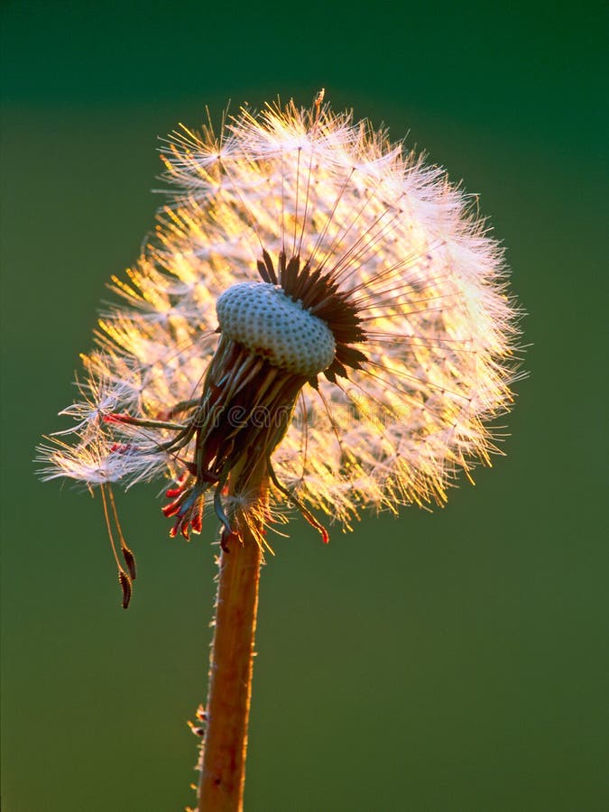 Dandelion Seed Pod Picture. Image: 95997168