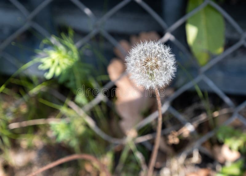 Dandelion Seed Pod in the Noon Sunlight Stock Image - Image of ...