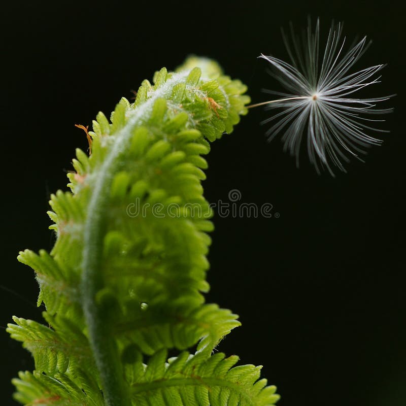 Dandelion seed pod stock photo. Image of green, macrophotography ...