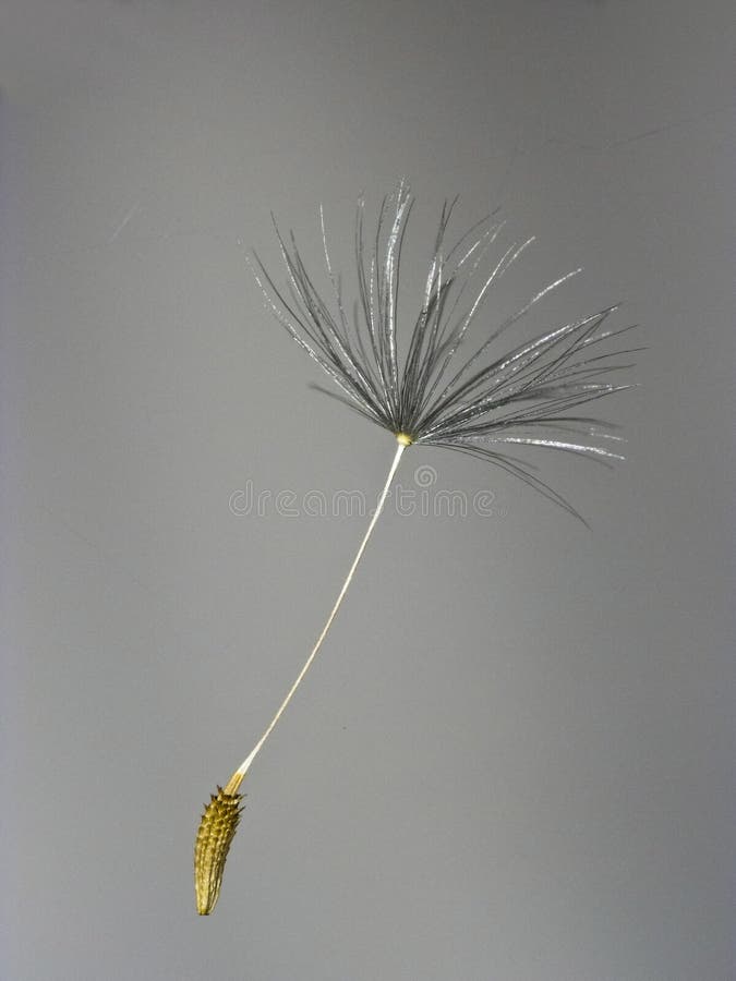 Dandelion seed stock photo. Image of delicate, florets - 66732286