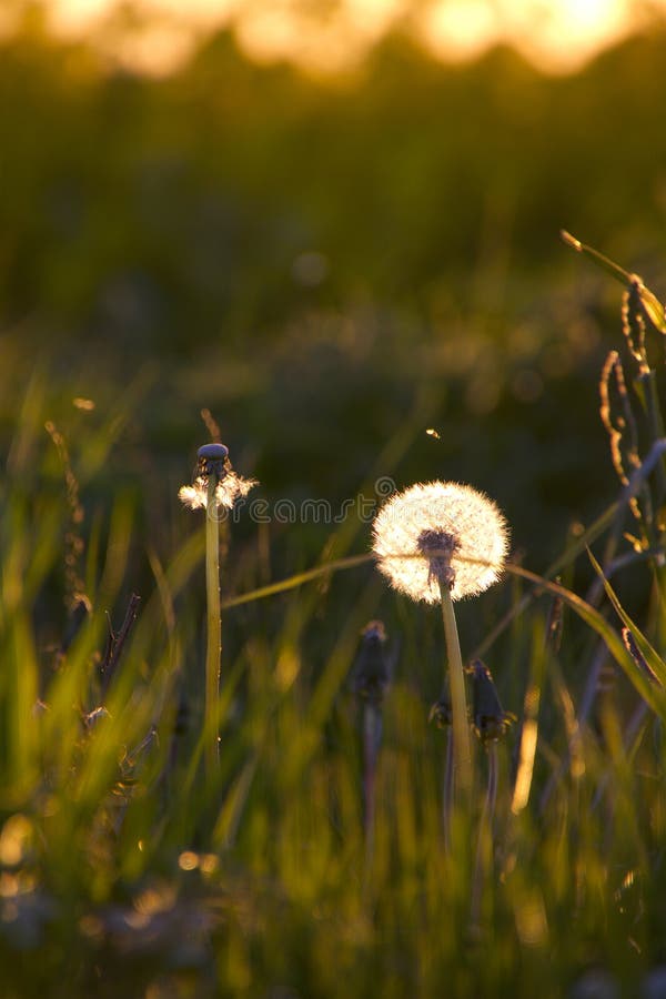 Dandelion in Seed and Sunset on a Day in May Stock Photo - Image of ...